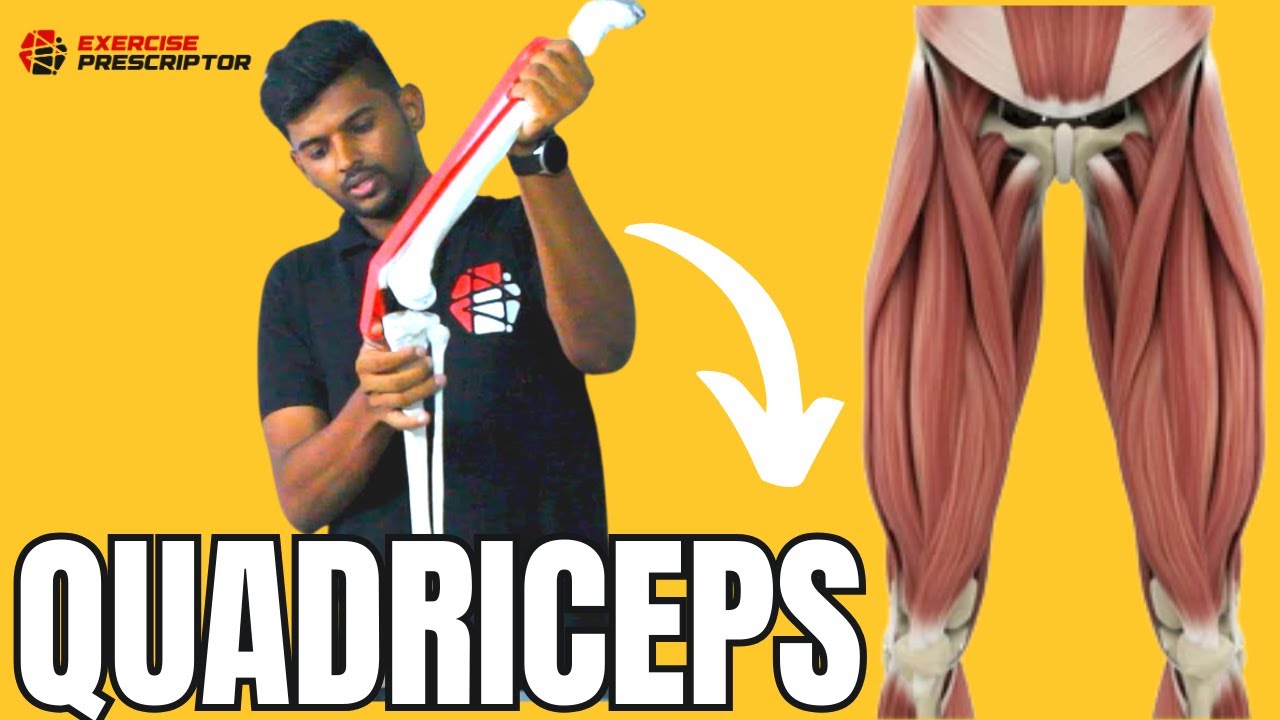 Quadriceps muscle Anatomy and Function Muscle Knowledge Series - YouTube