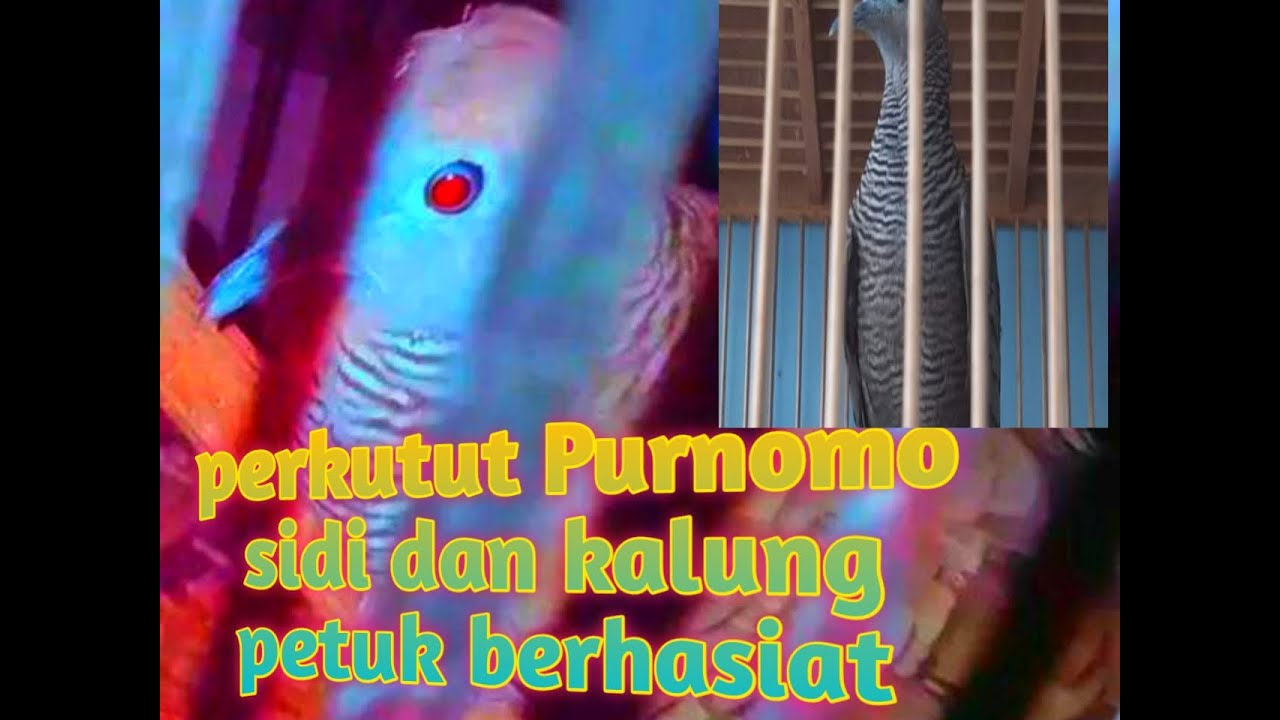 Perkutut Purnomo sidi dan kalung petuk .mempunyai hasiat - YouTube
