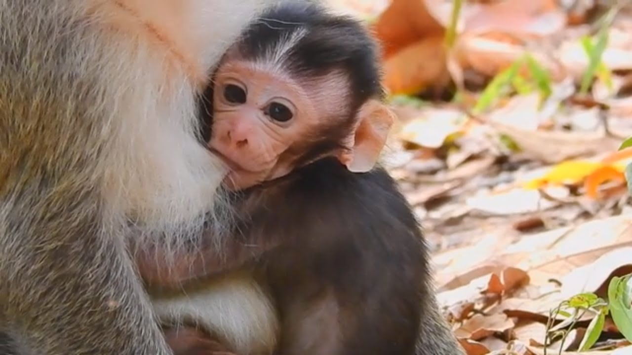 AFTER BORN nearly 2weeks! Baby monkey Sami grow up so fast, Monkey ...