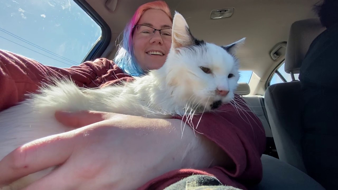 Cat gets frozen custard for her 29th birthday - YouTube