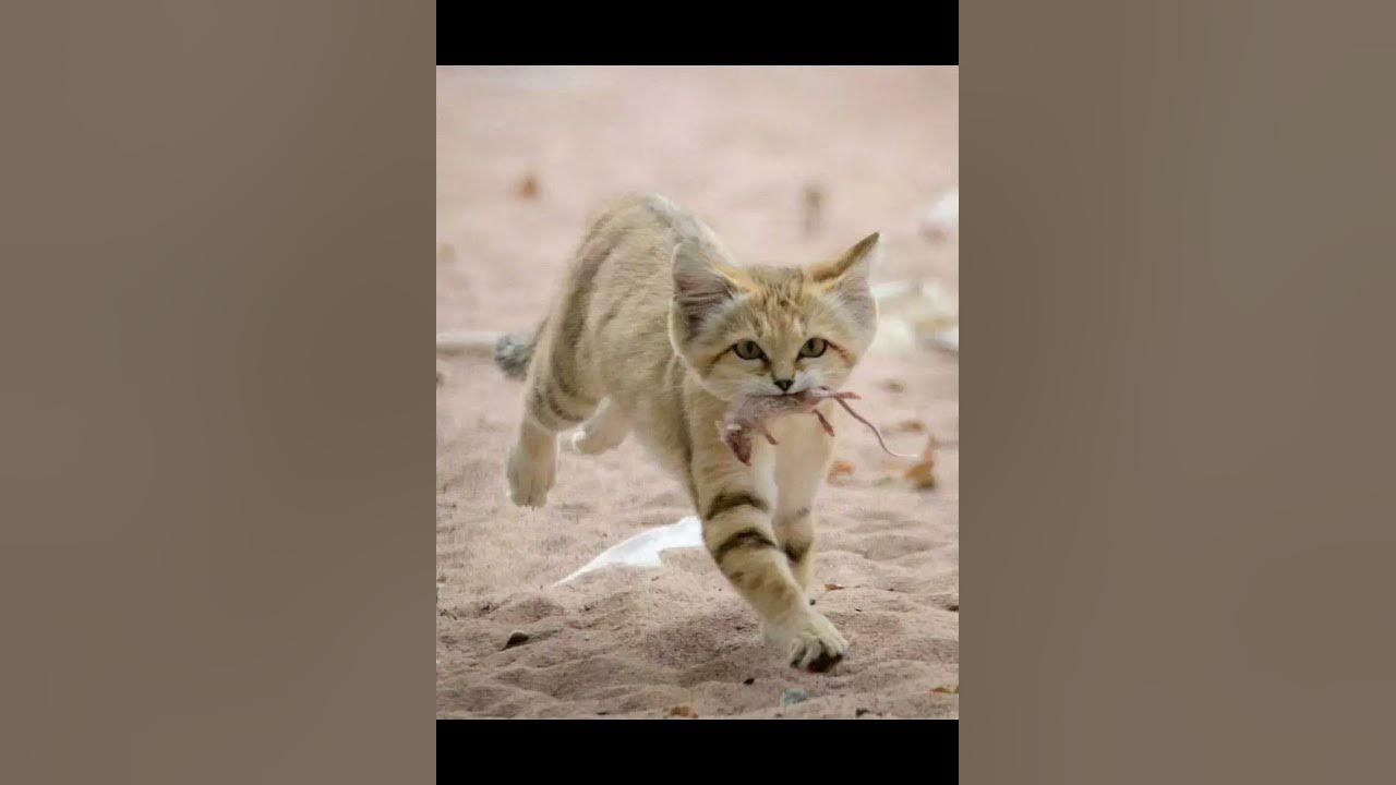 Fun Facts About Sand Cats shorts cats snakes desert YouTube fun-facts-about-sand-cats-shorts-cats-snakes-desert-youtube