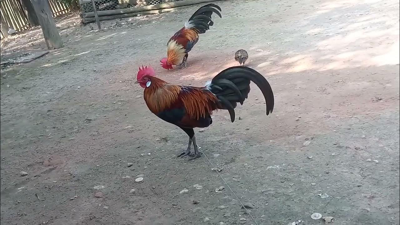 5 (12)lo peb Saib qaib lau ua kev lom zem nawb 2024 - YouTube