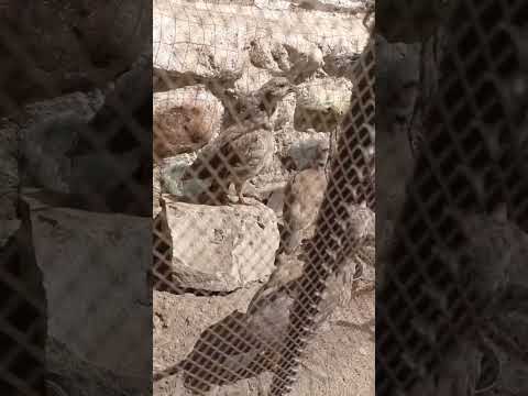 кабк чуча