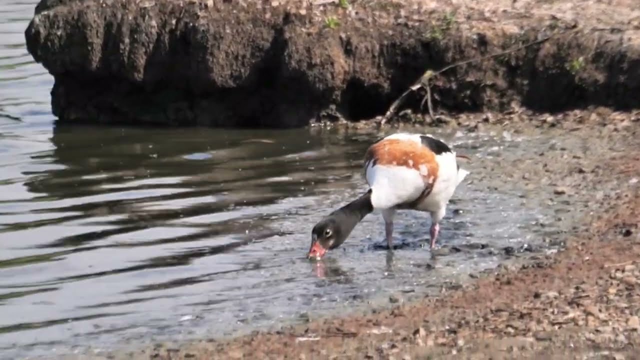 SHELL DUCK (Tadorna tadorna) - YouTube