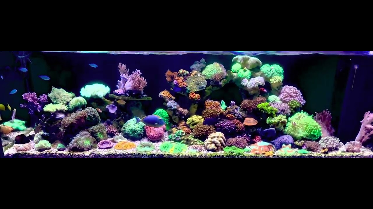 Indonesia reef tank - YouTube