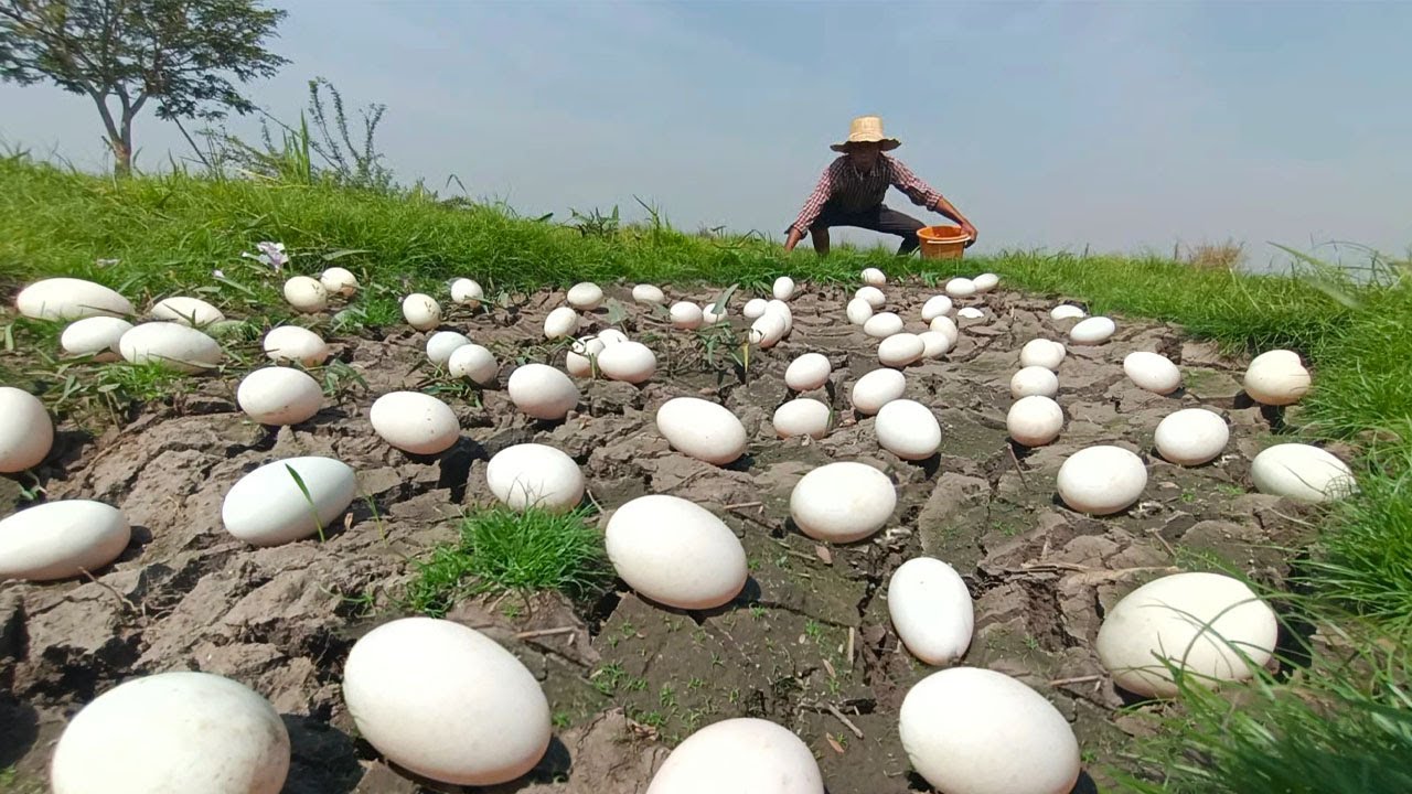 wow amazing. farmer pick a lot of eggs duck in the grass in the field ...