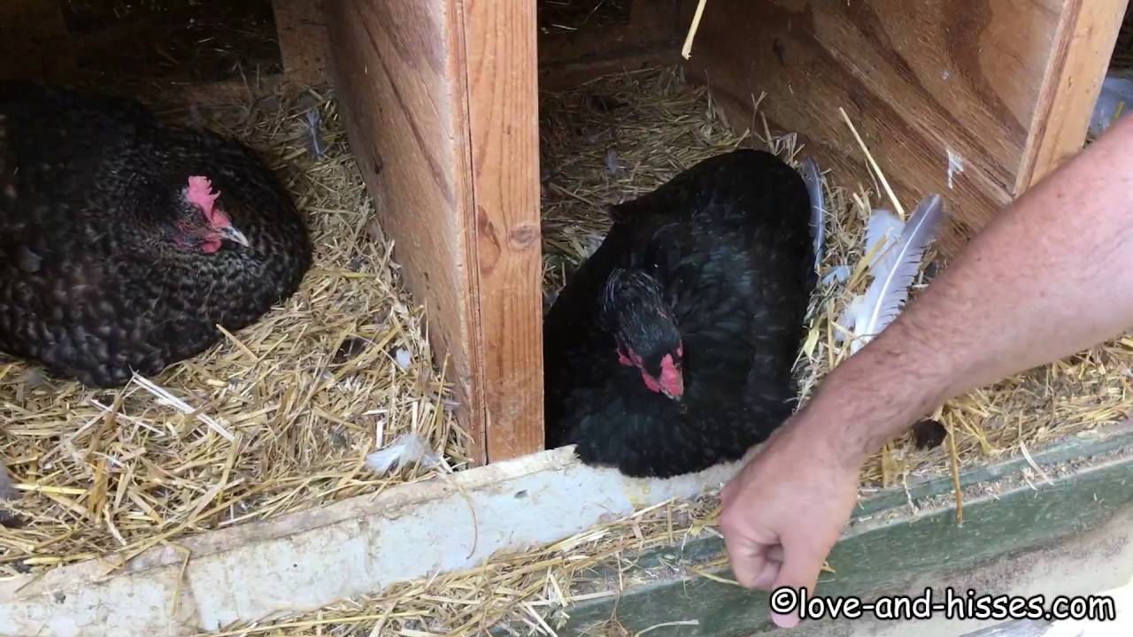 The Mean Hens - YouTube