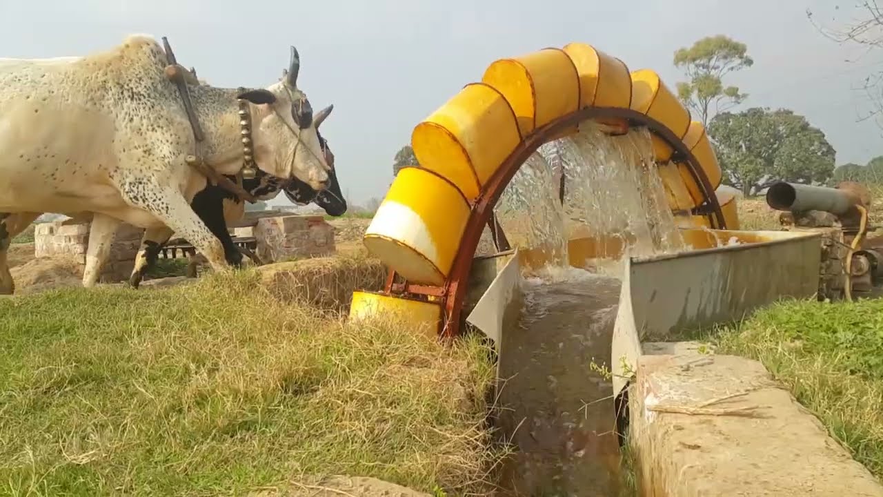 Old Technology of Traditional Irrigation Method Of Water Lifting with ...