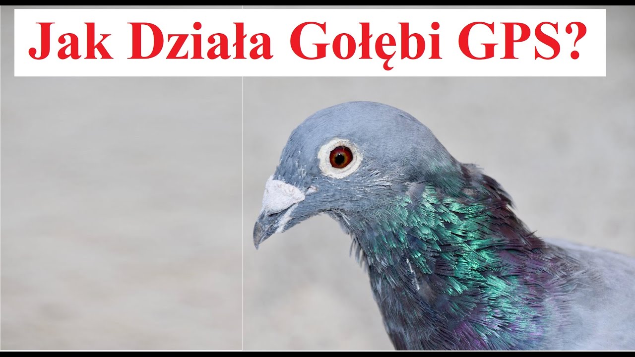 Jak Działa Gołębi GPS? Jak Nawigują Gołębie? - YouTube
