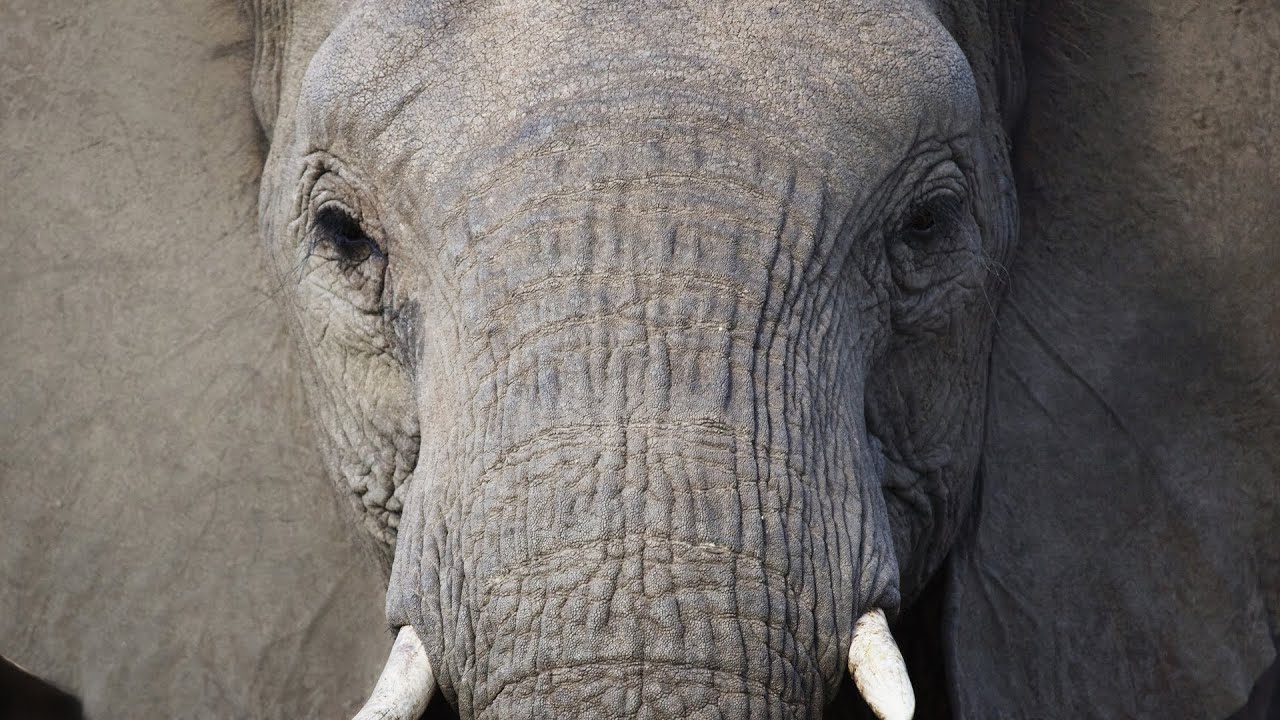 Inside Animal Minds Sneak Peek | NOVA - YouTube