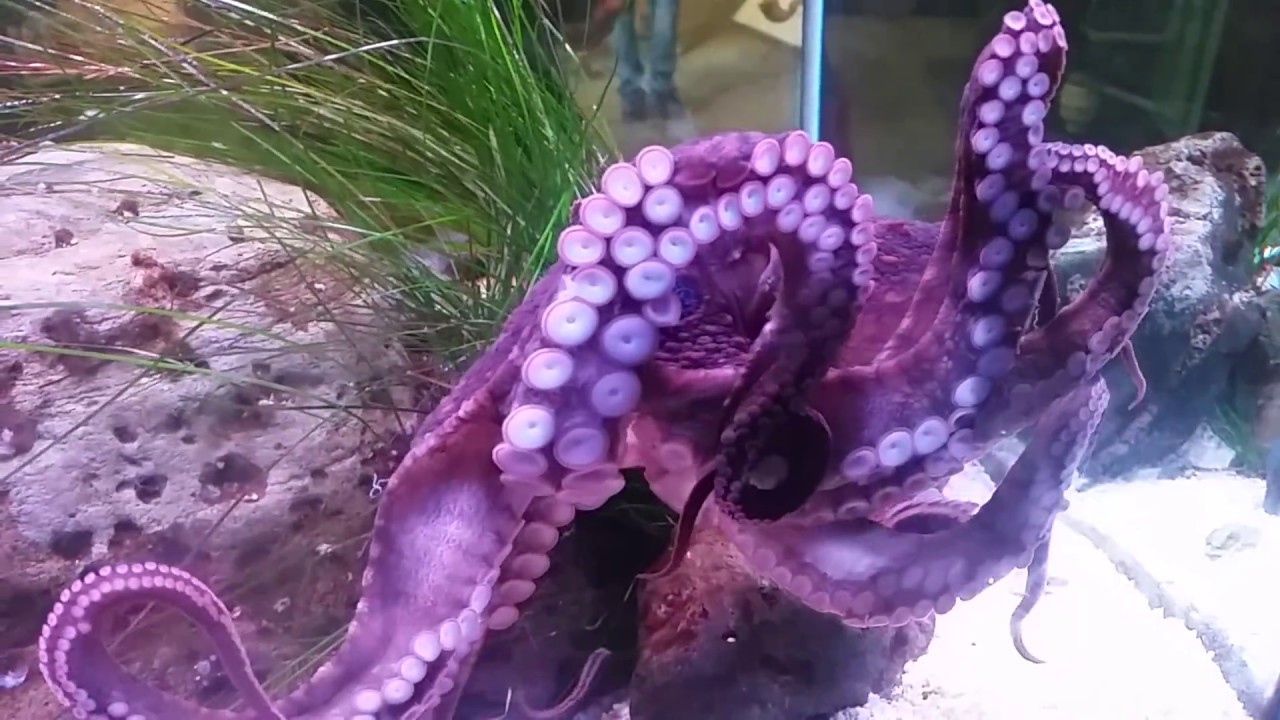 Super purple Octopus - YouTube