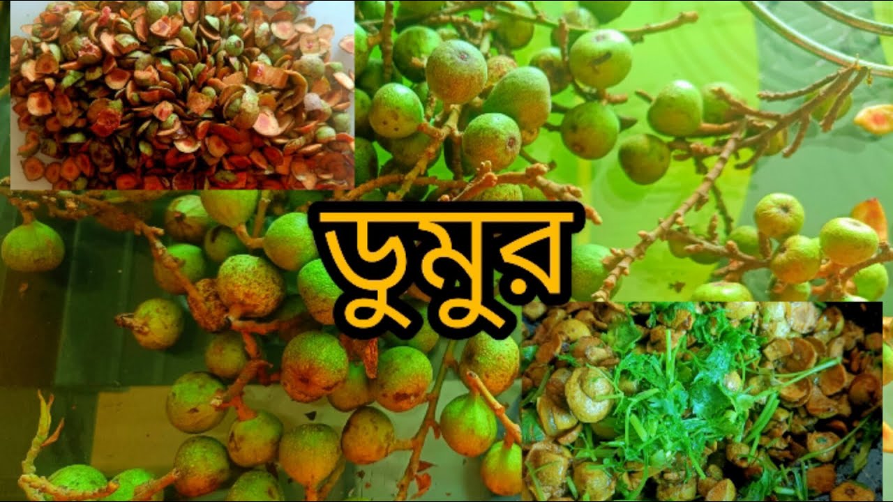ডুমুর ফল ভাজি রেসিপি।Domor fhol vaji recipe.easy Domor ranna recipe ...