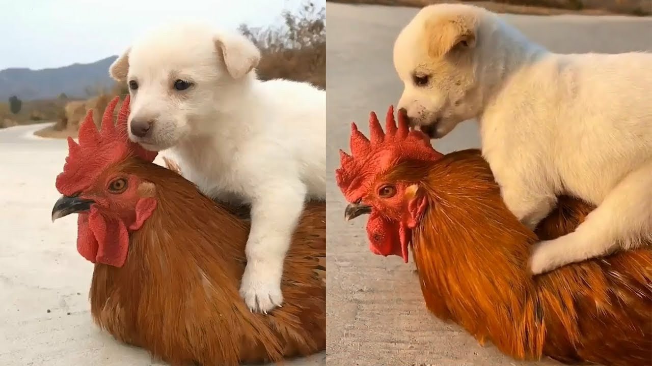 Puppy And Roaster Have An Unlikely But Beautiful Friendship| Cute ...