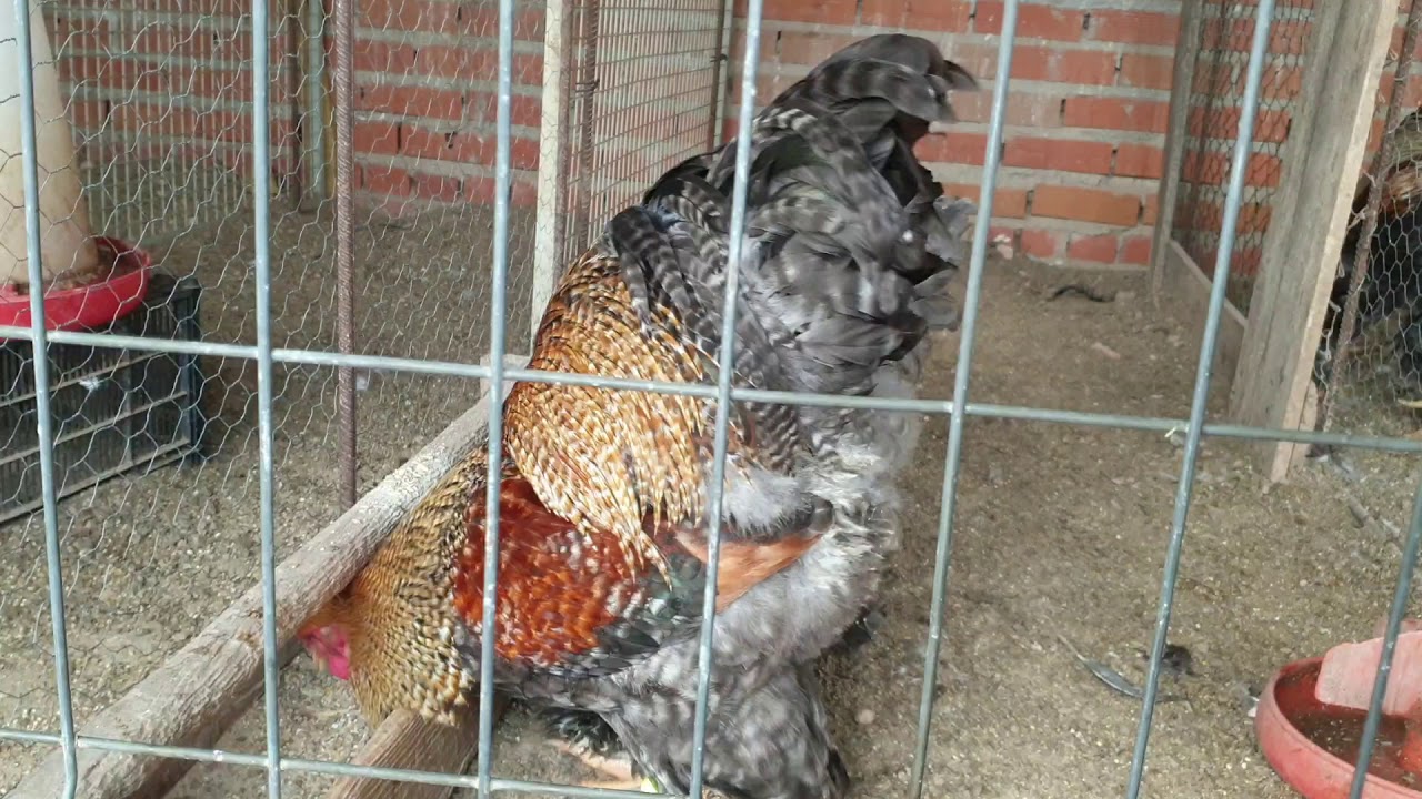 BRAHMA APERDIZADO DORADO BARRADO (CRELE ) - YouTube