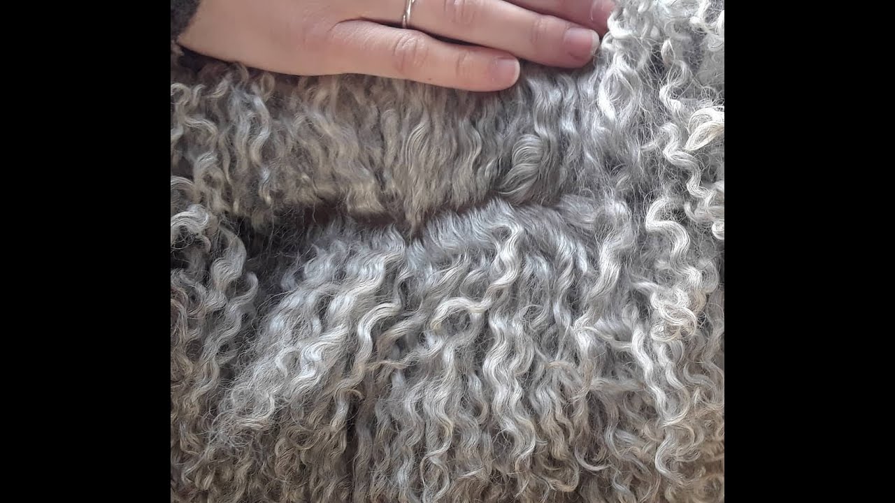 2020 Virtual Festival Discovering Gotland Wool - YouTube