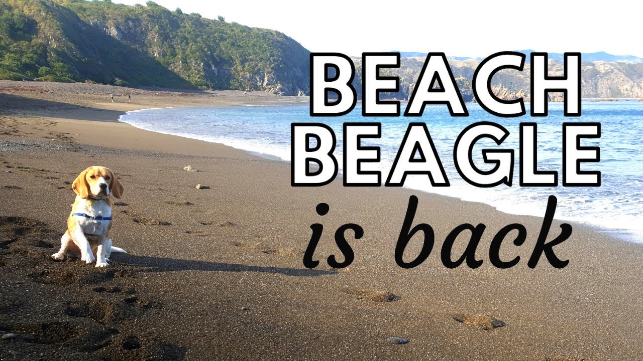 Beach Beagle is Back! Off leash on the beach. - YouTube
