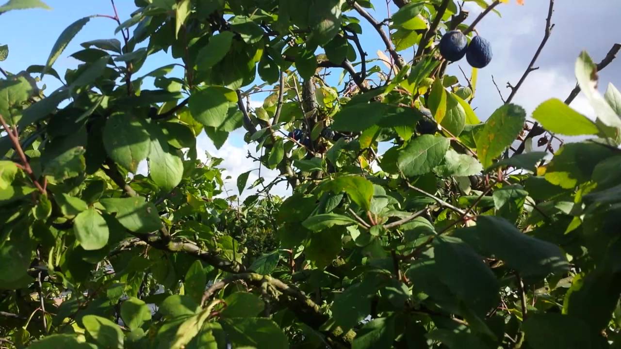 Tasting Damson variety Small Black Bullace in Keepers Nursery - YouTube