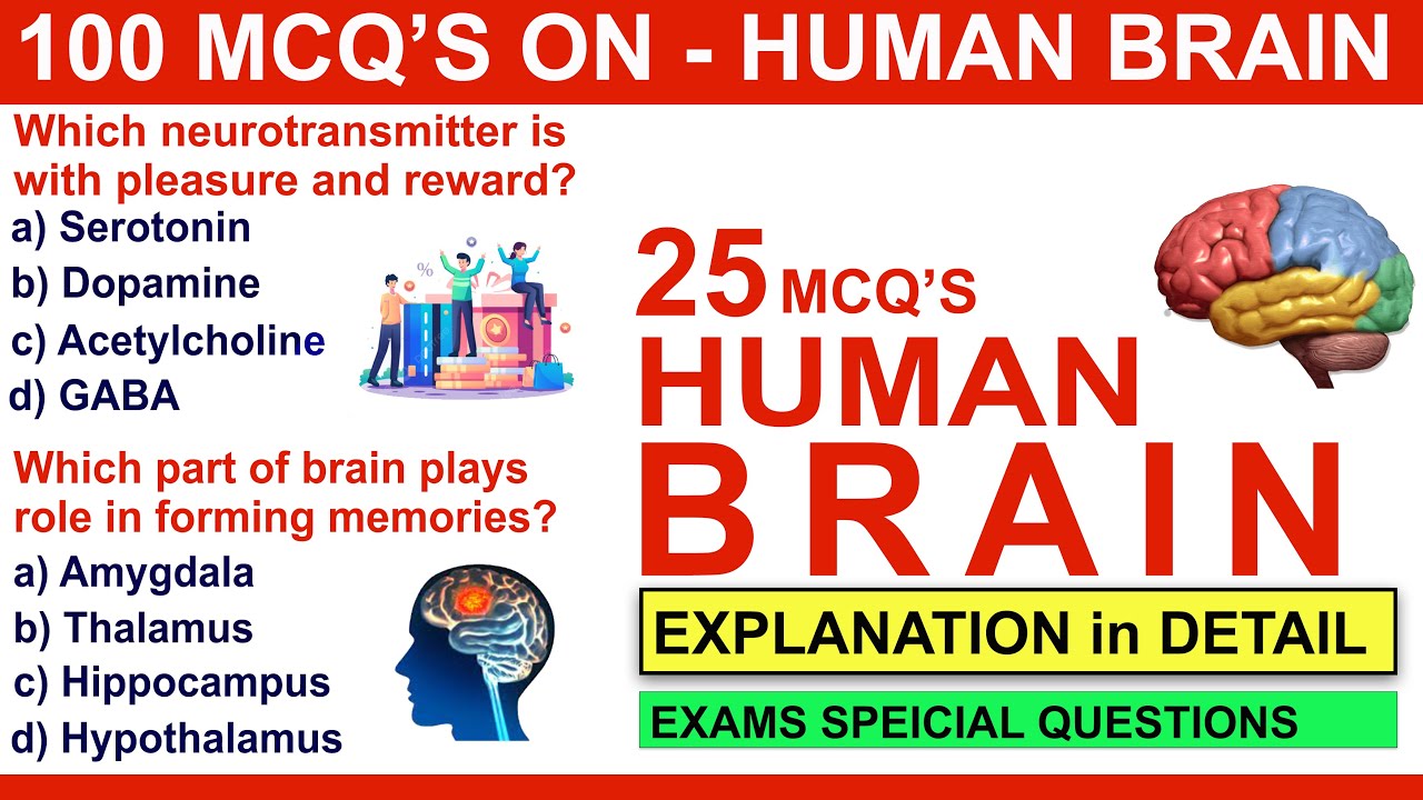 25 mcqs on Human Brain for NEET 2023 | Human Brain Facts and Answers ...