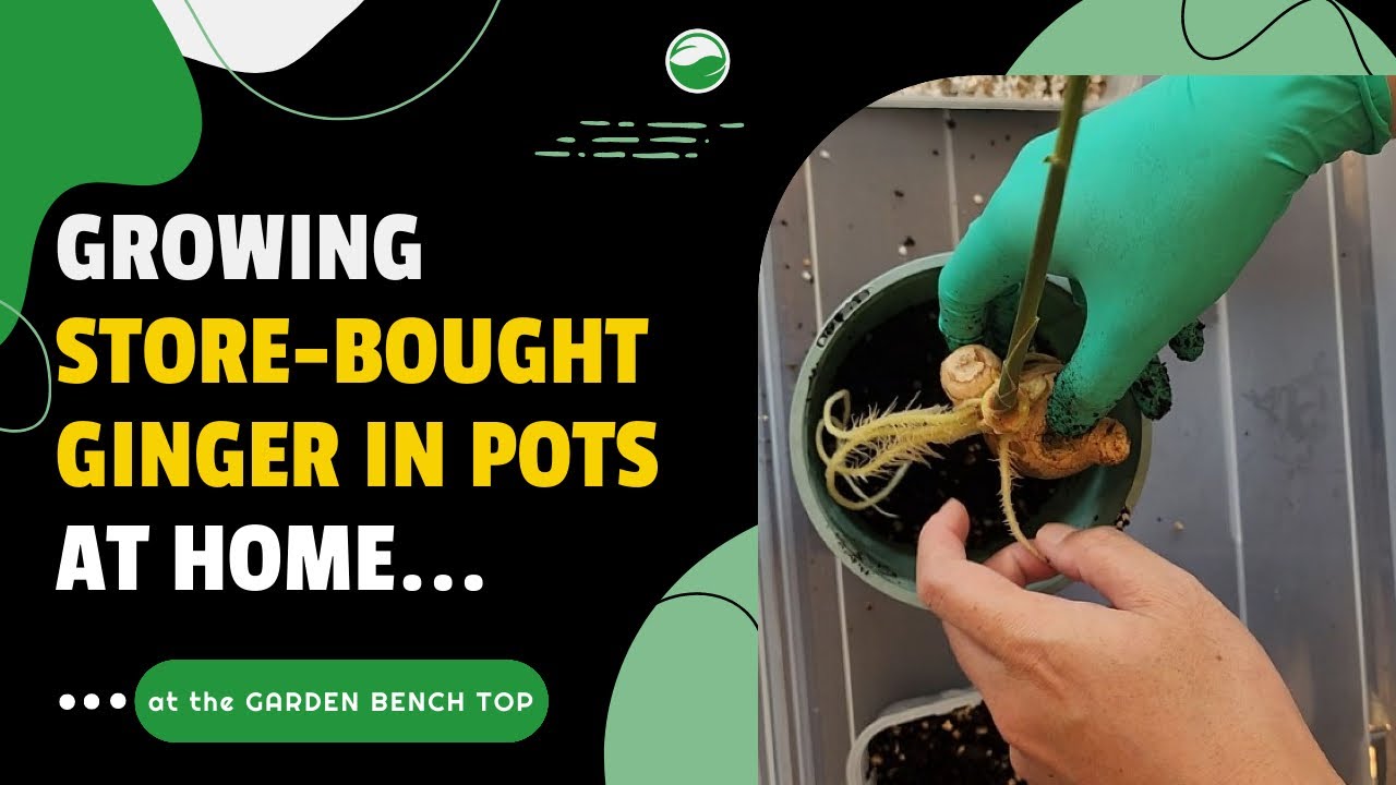 How to Plant Ginger in a Pot [For Ginger ALL YEAR round] - YouTube