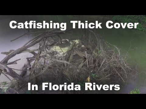 Catfishing Florida Rivers - Florida Flathead Fishing - Chasing Catfish ...
