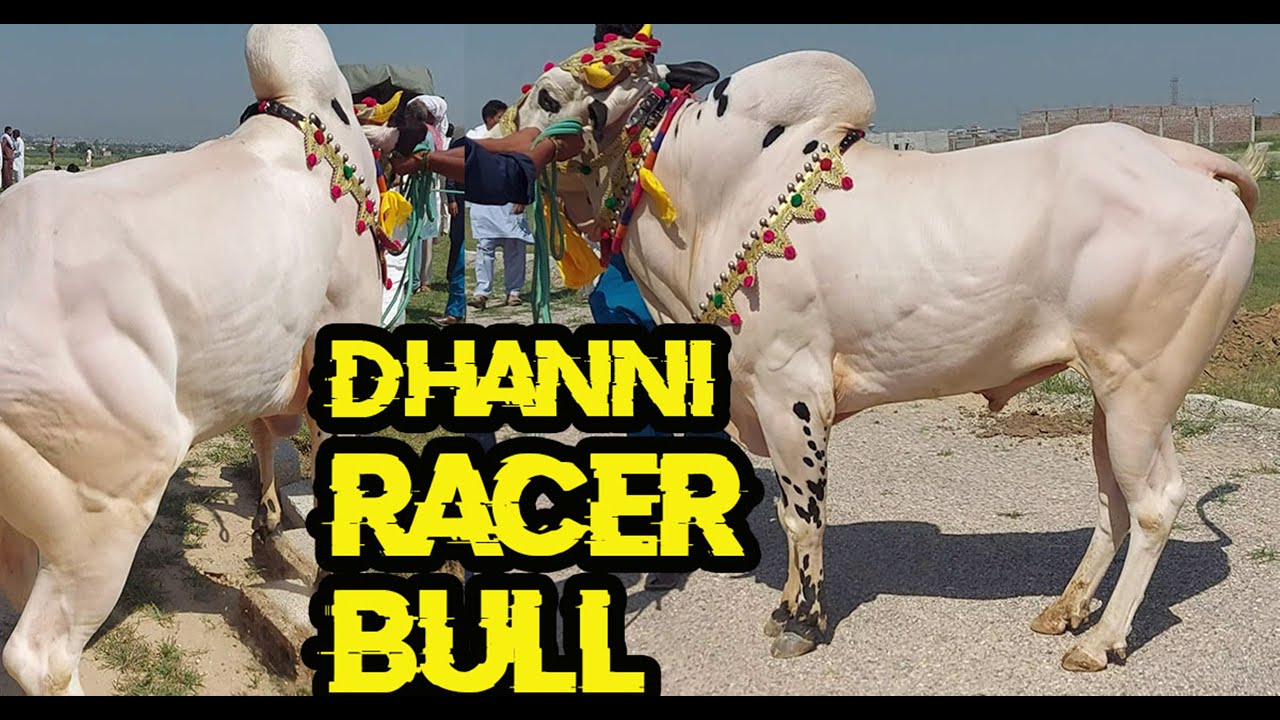 Racer Dhanni Bull Beauty || Angry Racer Bulls || Dandan Nay Shokeen ...