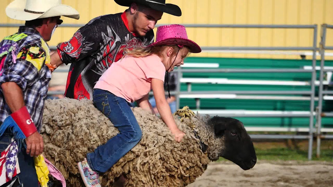 Young Lady Sheep Rider (mutton bustin') P1030144 - YouTube
