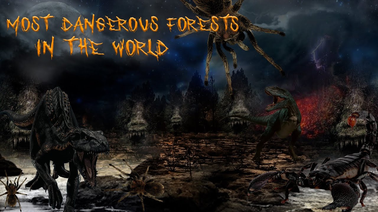 Top 10 Most Dangerous Forests in the World 2023 - Infoverse - YouTube