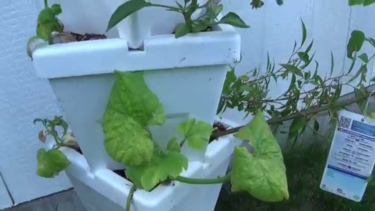 Experiment in Hydroponics: Part Two - YouTube