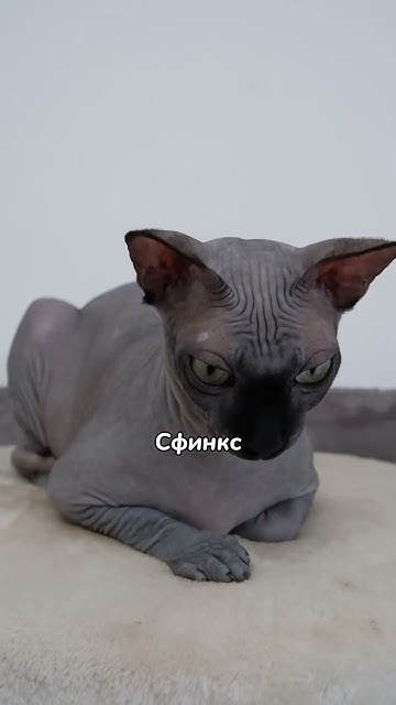 Гипоаллергенные породы кошек ️ #кошка #кот #котики - YouTube