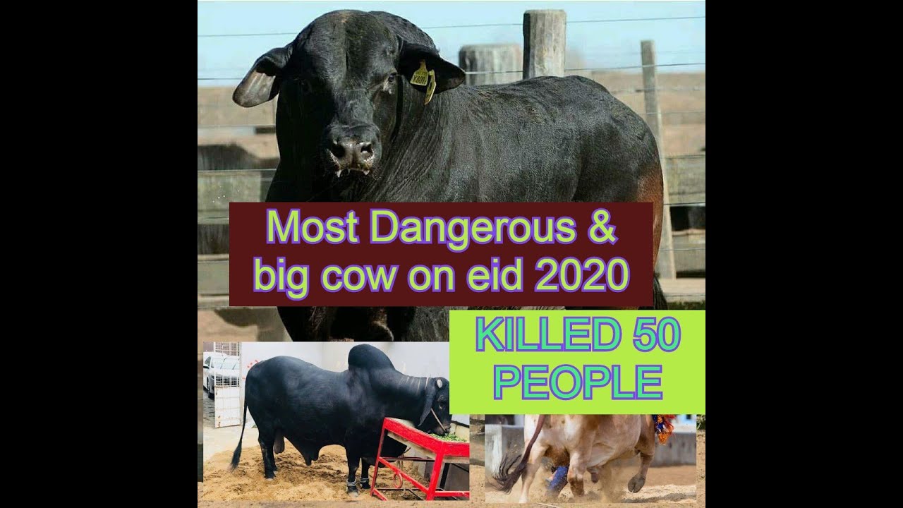 Biggest & Most Dangerous Cows Of 2020 Eid Pakistan.!! Omg - YouTube