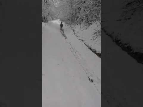 Boz eşeyin gucu 2017