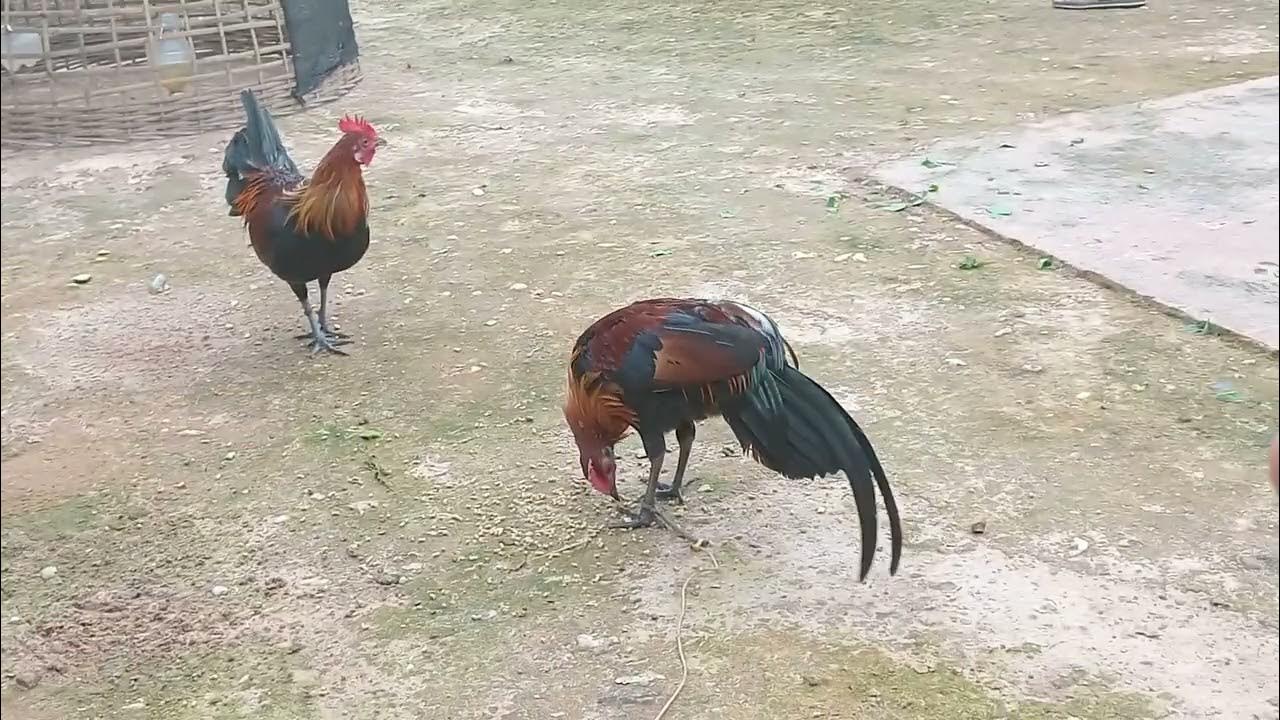 lo peb saib mes nyuam qaibf2 ua kev lom zem nawb cov phooj ywg nyiam qaib qu - YouTube