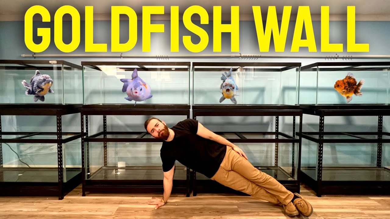 Building a GOLDFISH WALL (Also RIP Num Nums) - YouTube