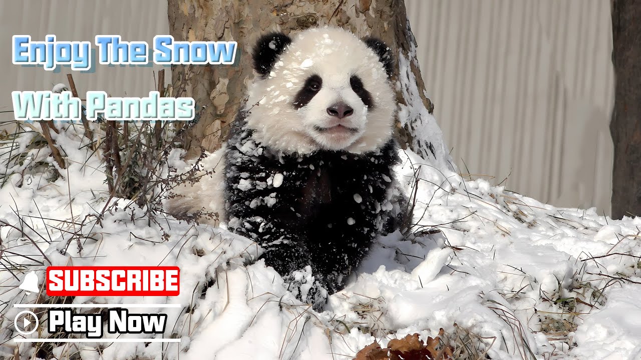 【Panda Billboard】Episode 331 Do You Wanna Build A Snow Panda? | iPanda ...