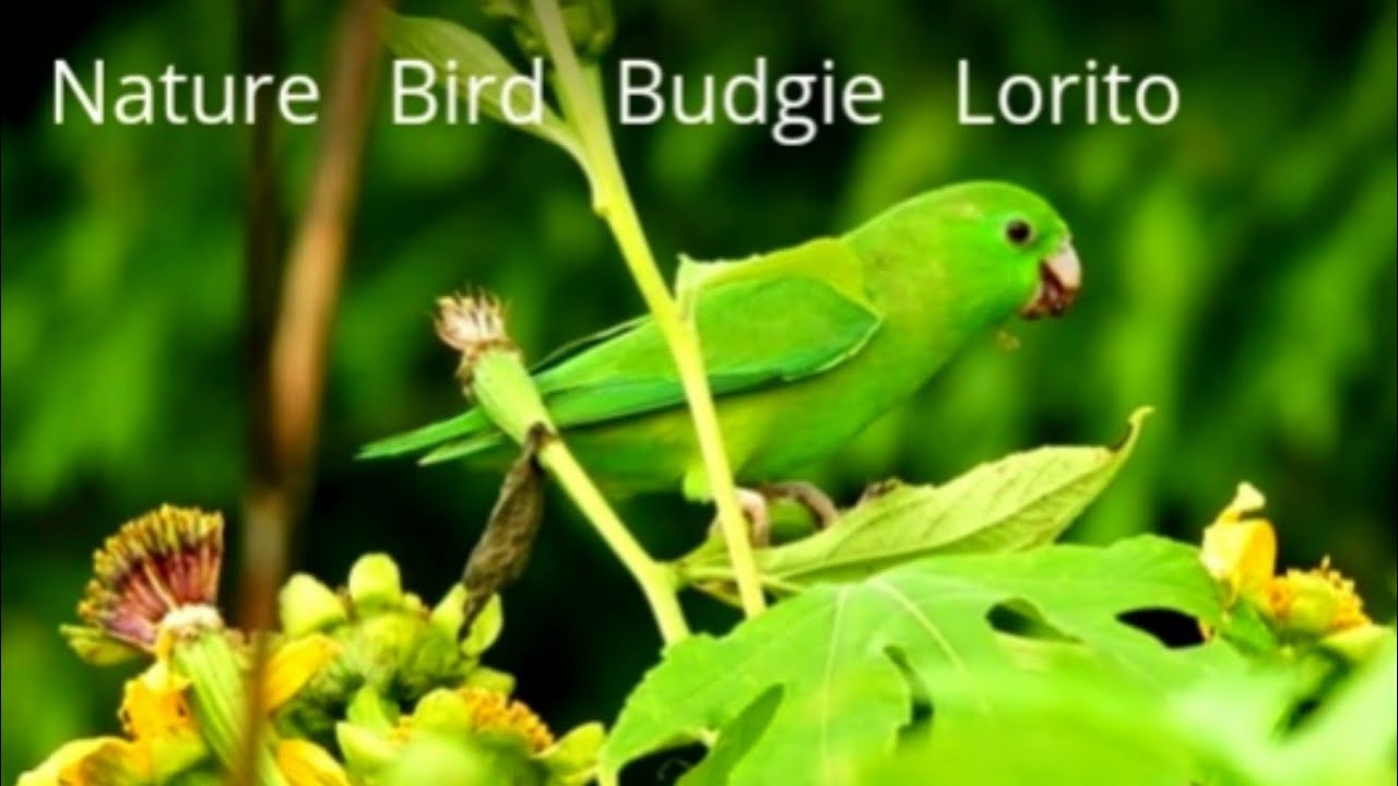 Nature Bird Budgie Lorito 4k video ultra hd wildlife animals and birds ...