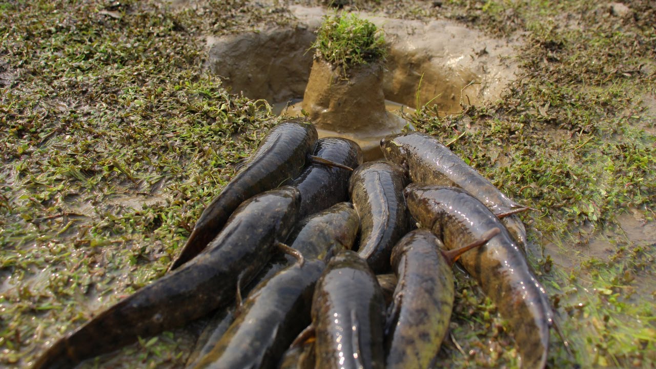 Unbelievable Hole Trap Fishing | Creative Boy Build Snakehead Fish Trap ...
