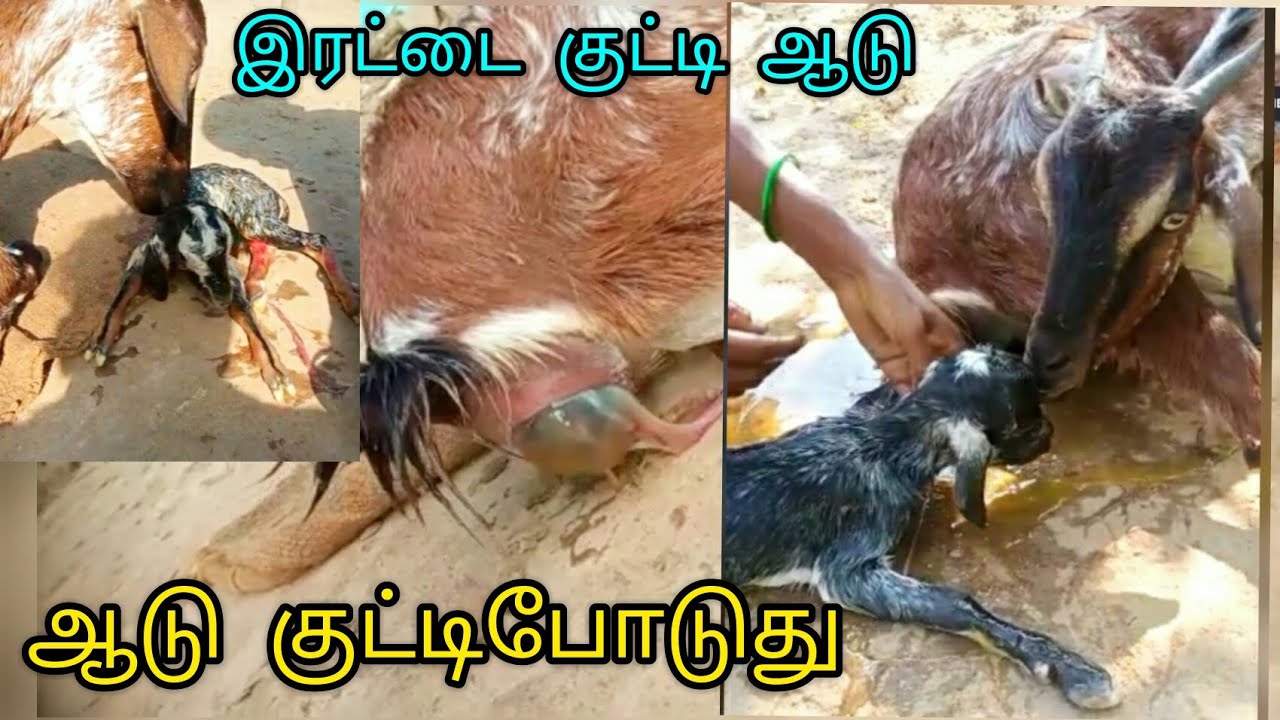 ஆடு குட்டிபோடும் சூப்பர் வீடியோ// aadu kutty poduthal// Aattu kutty ...