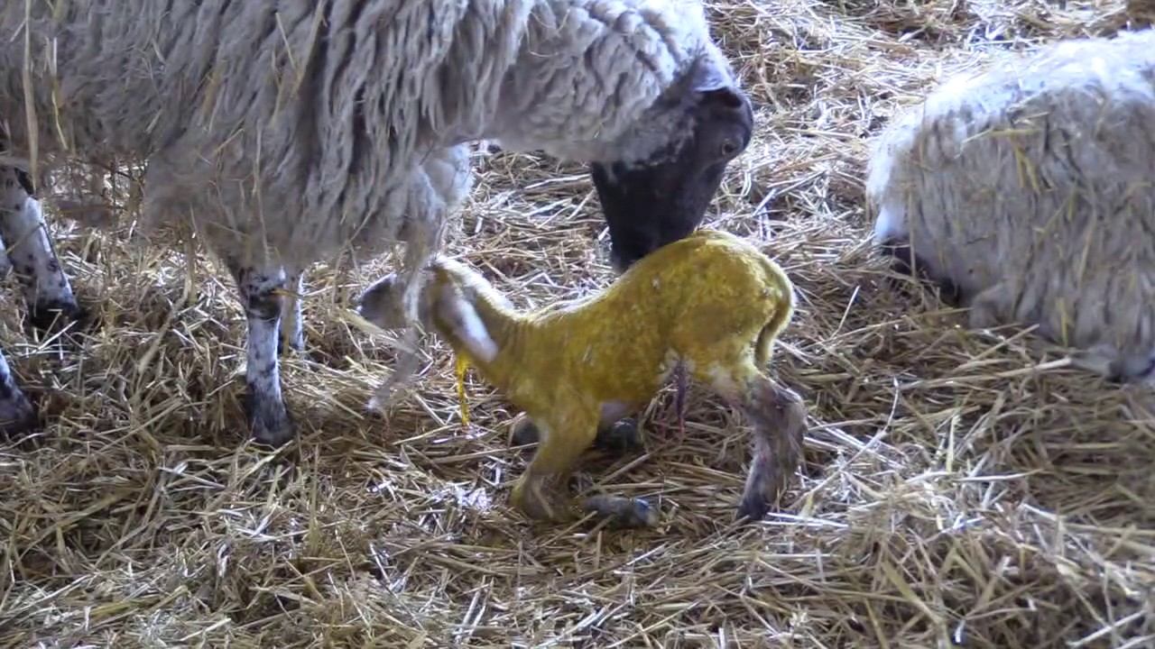 Lambing time and how lambs are born - YouTube