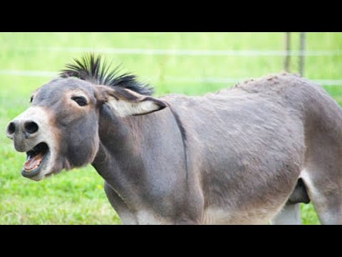 funniest donkey ever training || must watch amazing video|| - YouTube