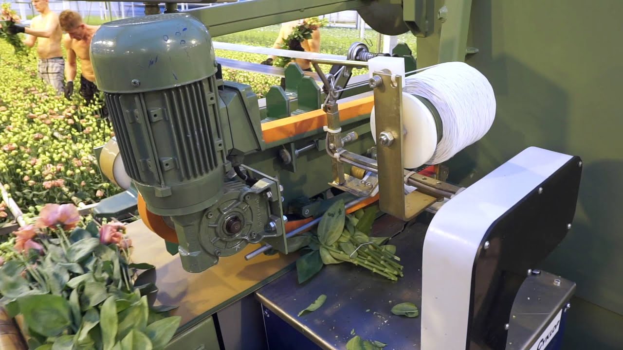 Bercomex S3 flower processing machine by Hortimat - YouTube