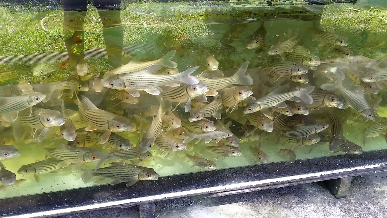 Local Fish Farm - YouTube