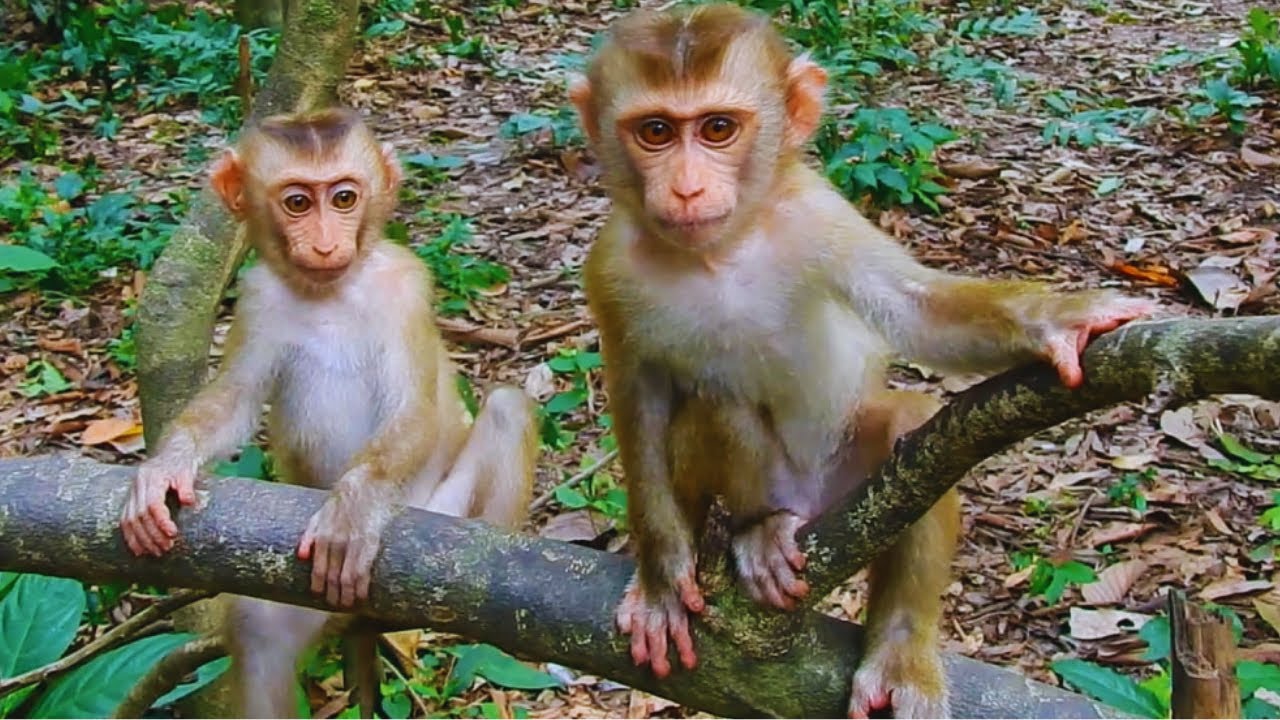 Poor monkey Zuri and monkey Mila are so hungry that I don't have rice ...