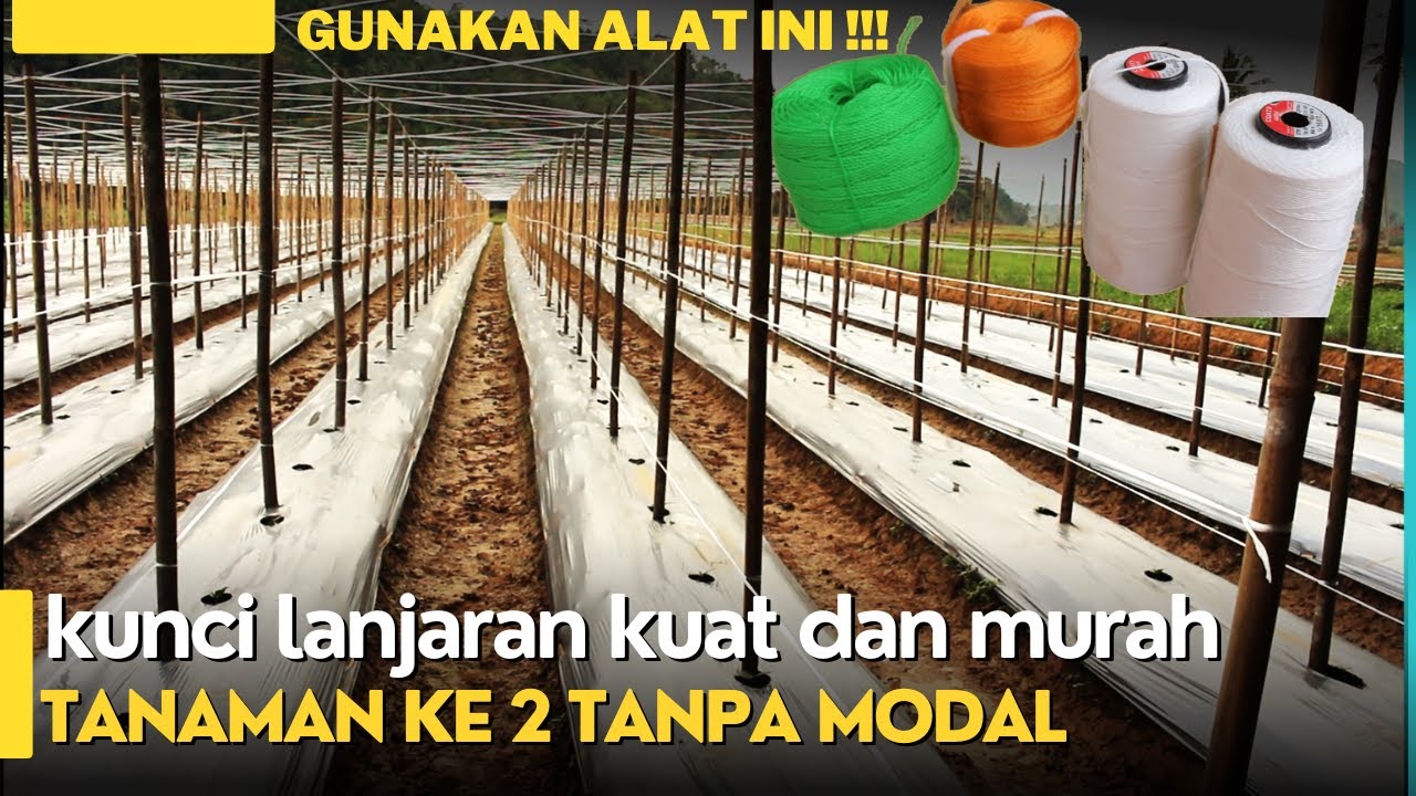 INI KEUNTUNGAN LANJARAN YANG KUAT - TANAM SAYUR SELANJUTNYA SUDAH TANPA ...