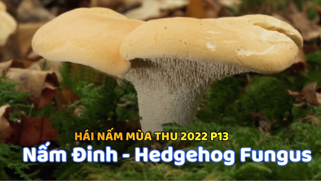HÁI NẤM MÙA THU 2022 P15,TÌM HÁI NẤM ĐINH (Picking Hydnum repandum)Blek ...