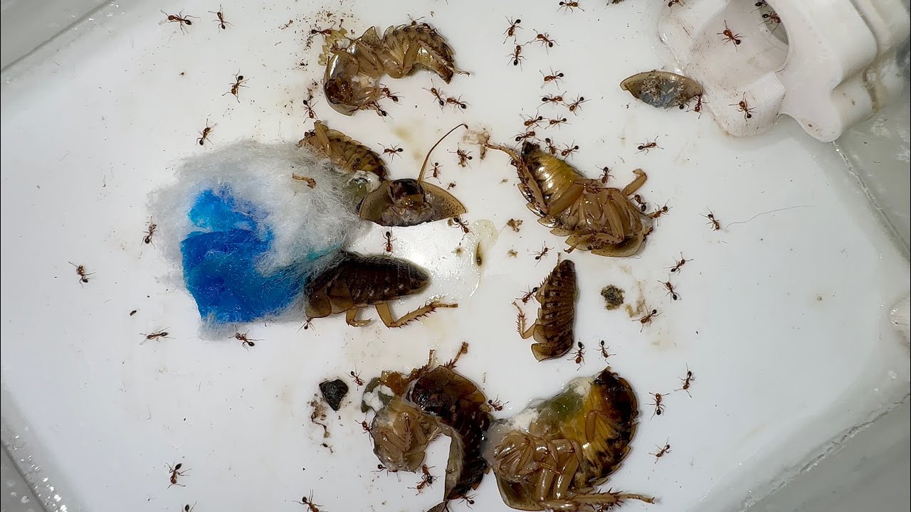 Feeding the fire ants! - Fire Ant take 2 Week 10 - YouTube