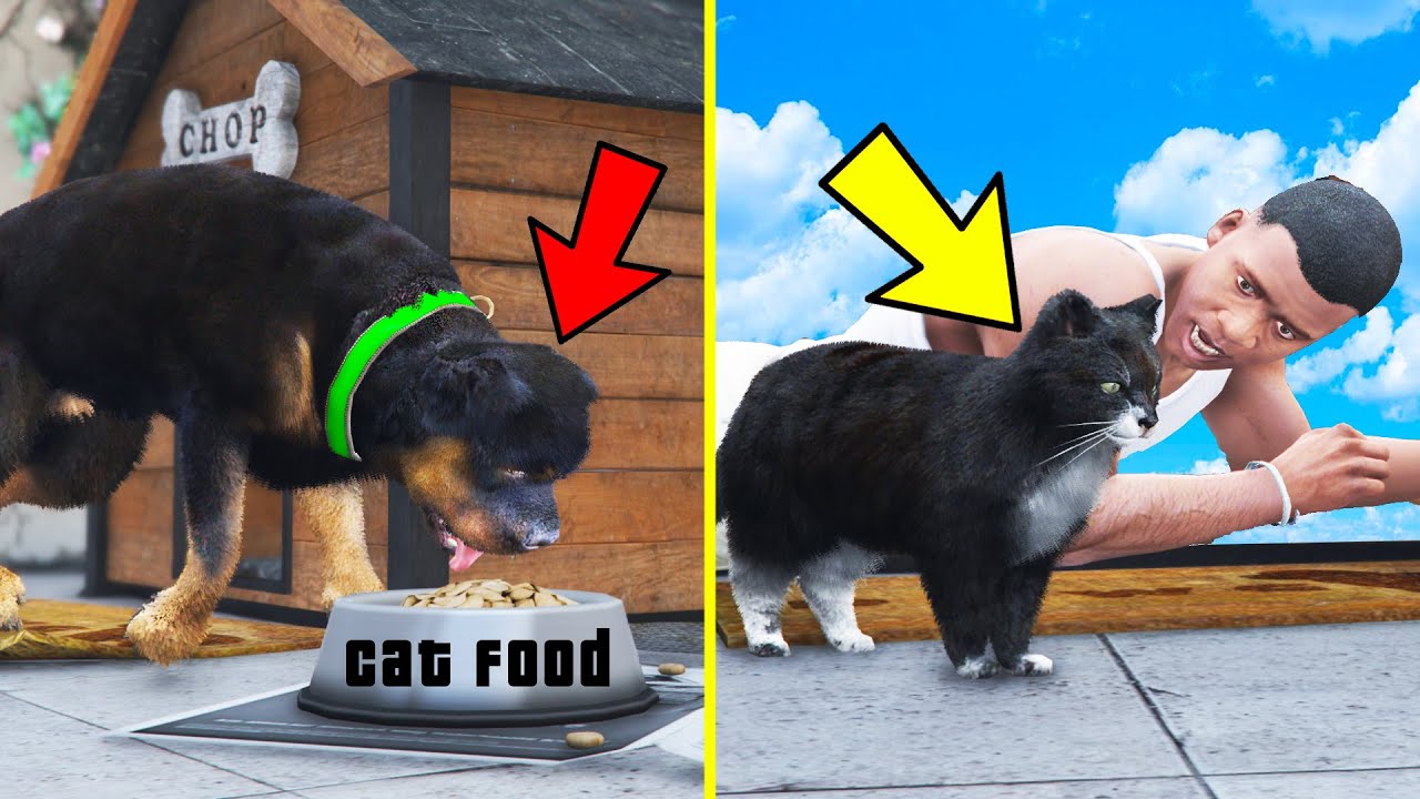 What Happens If CHOP Becomes A CAT In GTA 5 funny YouTube what-happens-if-chop-becomes-a-cat-in-gta-5-funny-youtube