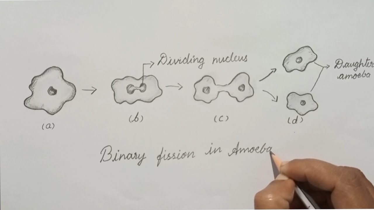 Binary fission in amoeba - YouTube