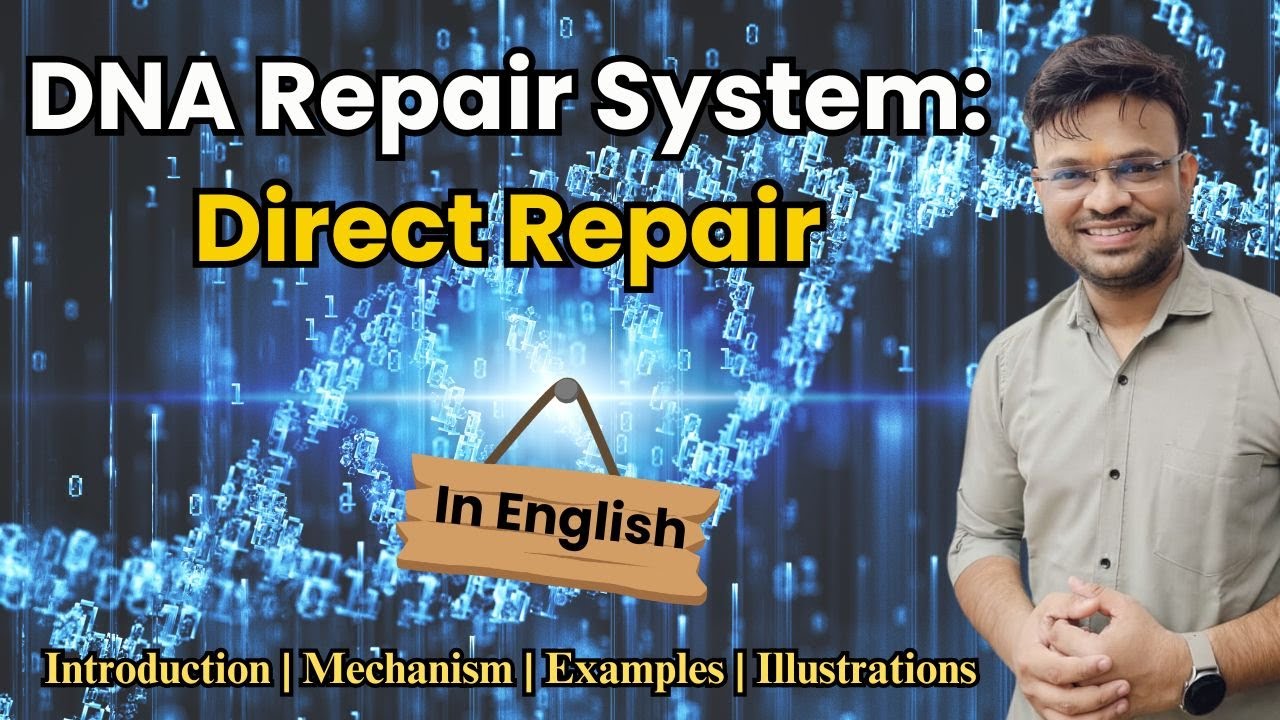 DNA Repair System Explained: Complete Guide to Direct Repair with ...