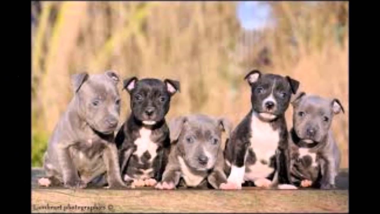 engelse stafford pupy's foto's - YouTube