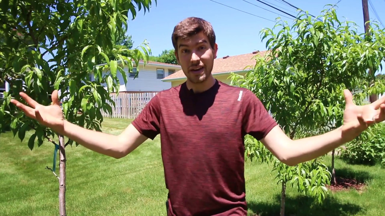 What is Peach Canker - How to Prevent it - What to Do If You Get It ...